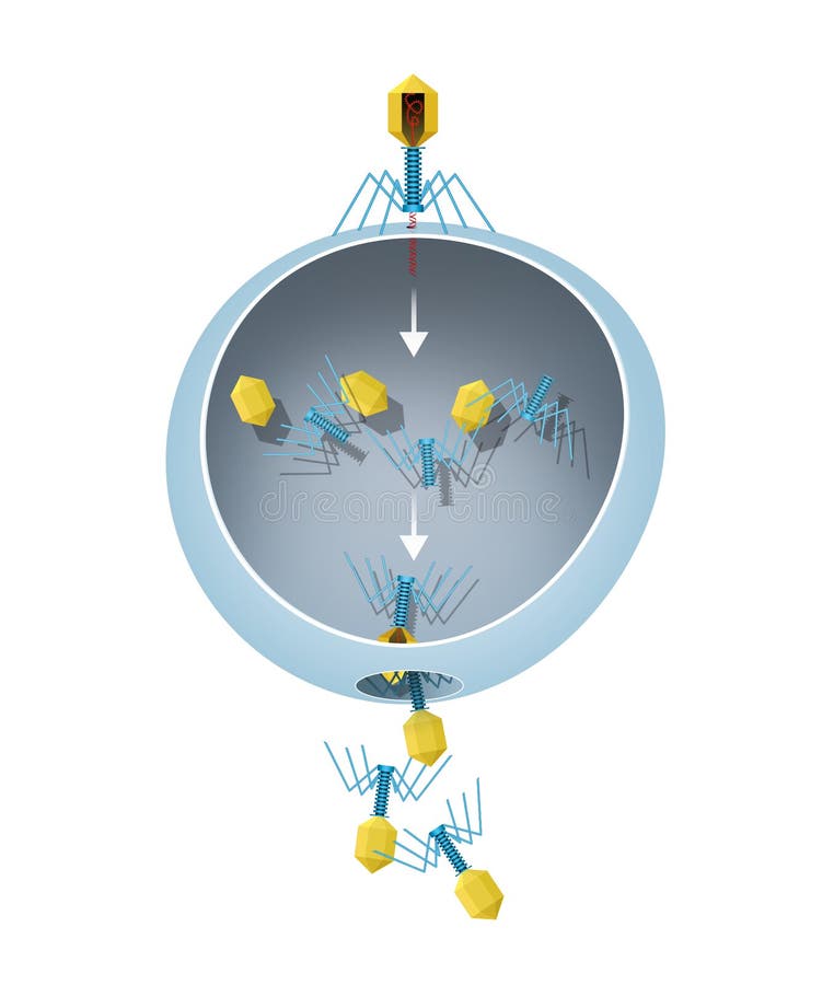 Virus Infection Cycle Stock Illustrations – 388 Virus Infection Cycle ...