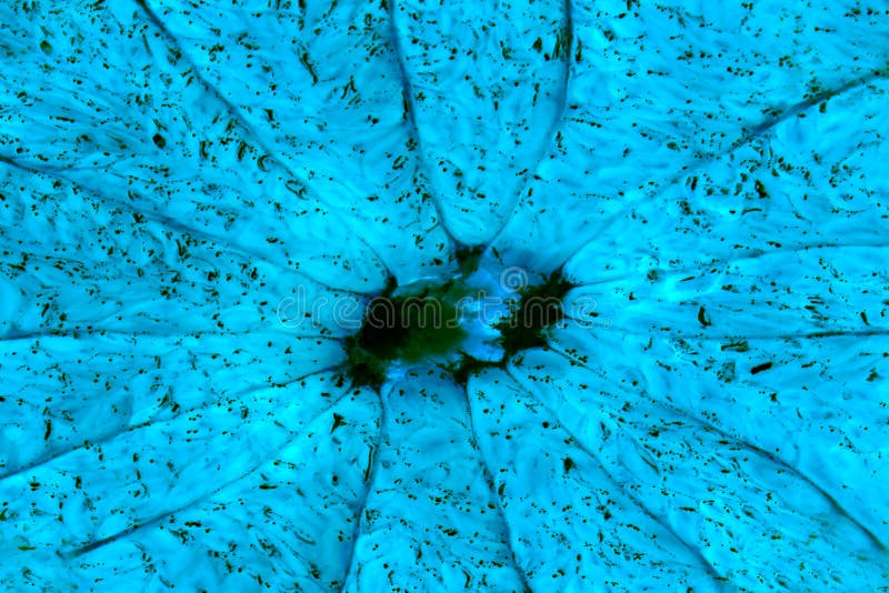 Virus Under Microscope. Bacteria Macro in Blue Colors Stock Photo ...