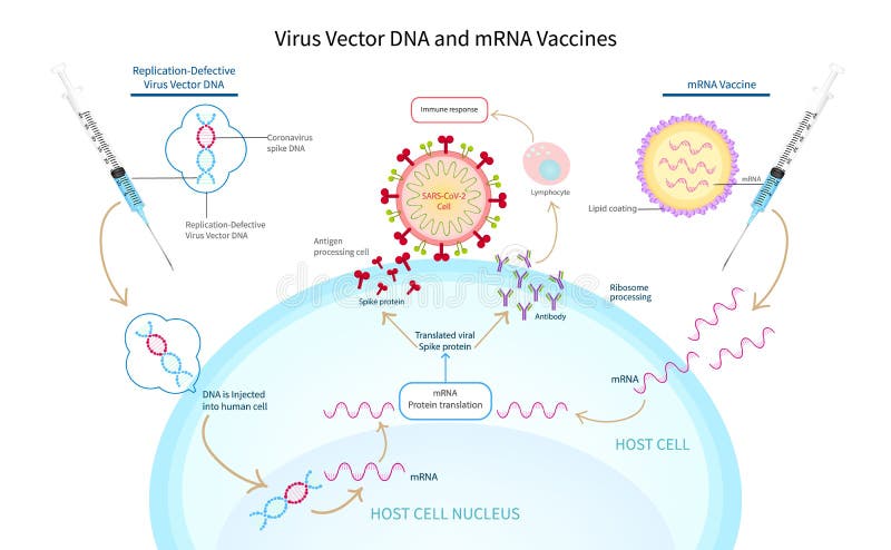 Virus Vector DNA and MRNA Vaccines Stock Vector - Illustration of lipid ...