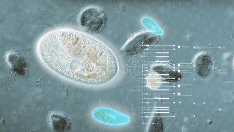 Viruses Under Microscope. Bacteria Virus Stock Footage - Video of ...