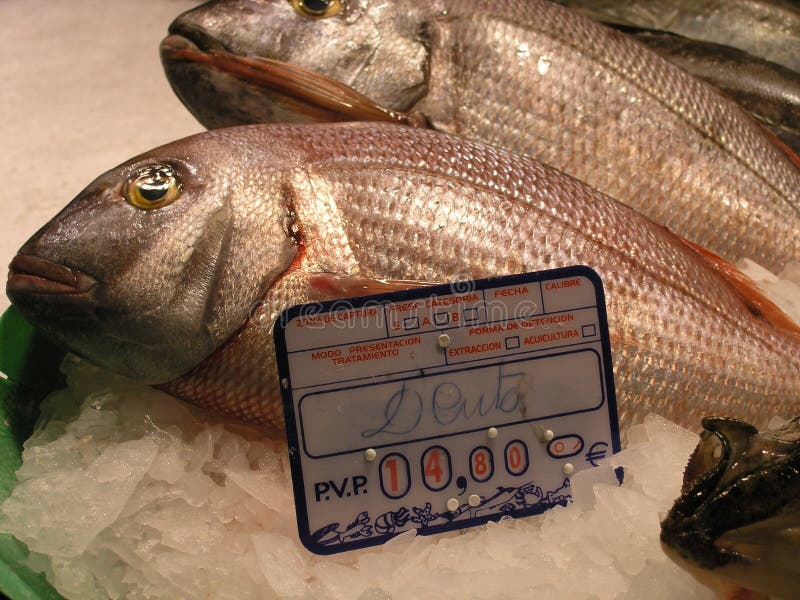 Vis stock photo. Image of marine, river, fishing, store - 113844