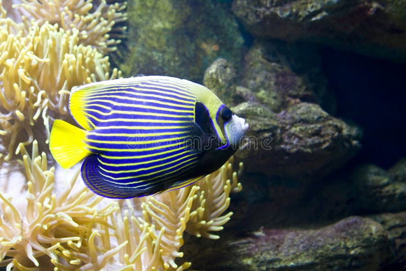 Vis-engel (vis-keizer) stock afbeelding. Image of blauw - 34326121