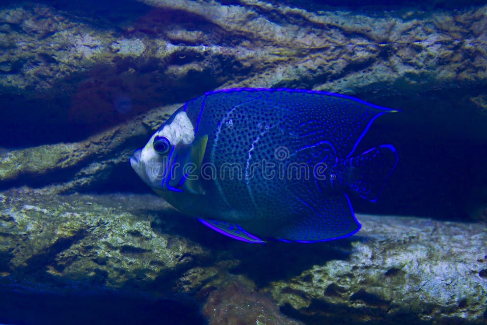 Vis-engel (vis-keizer) stock foto. Image of aquarium - 39427232