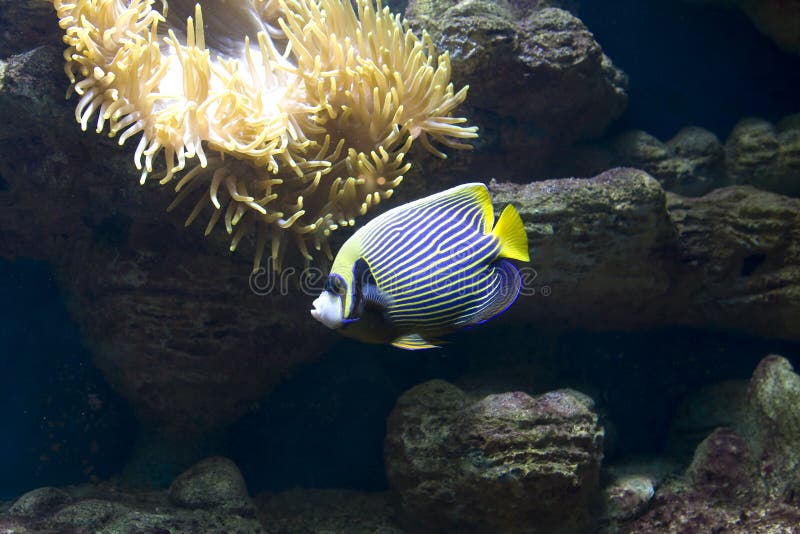 Vis-engel (vis-keizer) En Actinia (overzeese Anemona) Stock Afbeelding ...