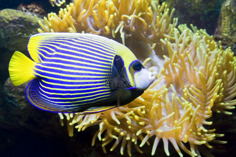 Vis-engel of Vis-Keizer En Actinia (Zeeanemoon) Stock Afbeelding ...