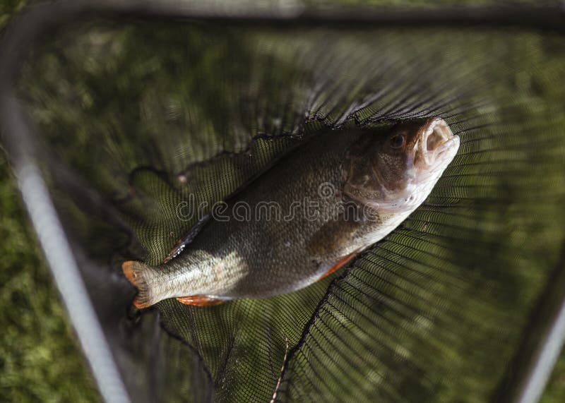 Vissen Die in Visnet Worden Gevangen Stock Foto - Image of indië, netto ...