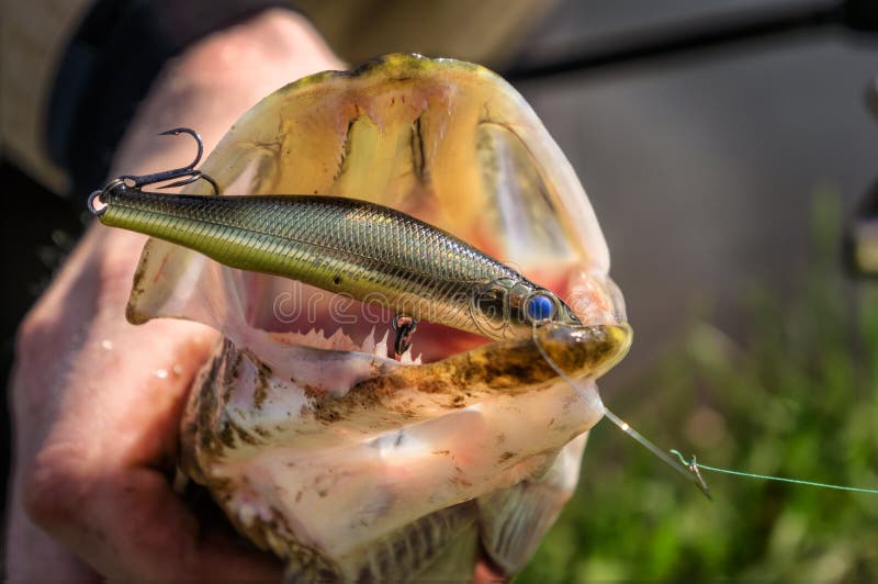 Vis Gevangen Op De Visserij. Koken Op Een Kampvuur Van Nature. De Rest ...