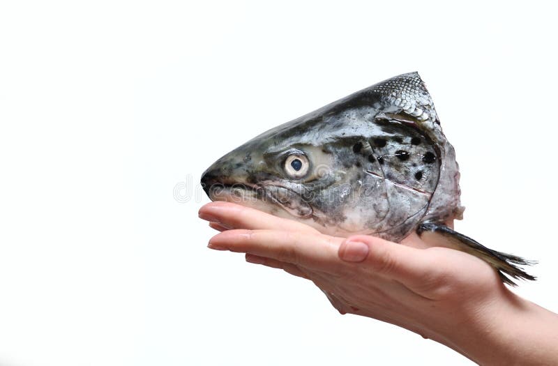 Vis hoofd stock afbeelding. Image of besnoeiing, horizontaal - 17518305