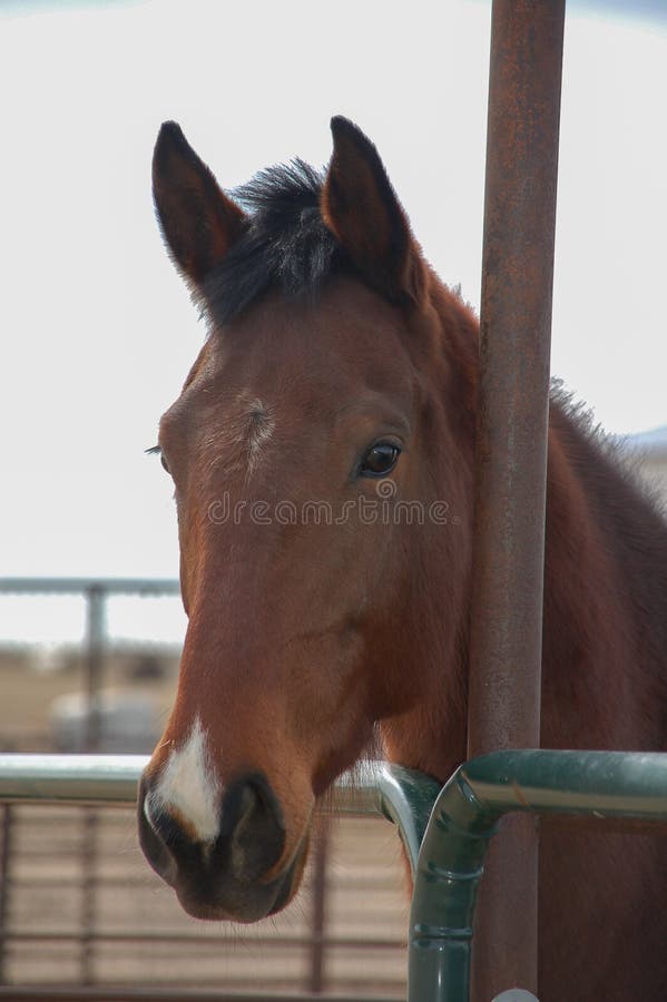 157 Photos de Visage Chevalin - Photos de stock gratuites et libres de ...