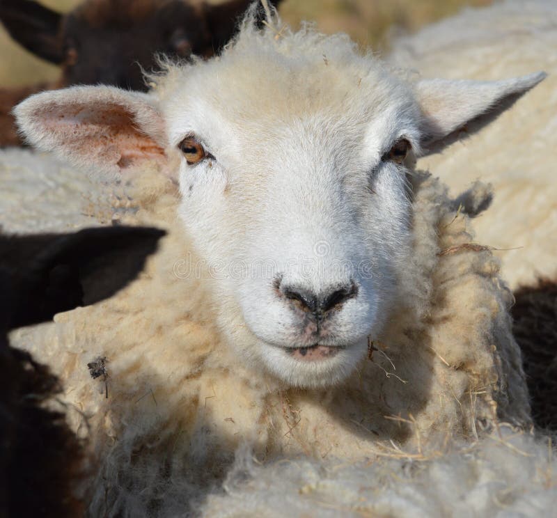 Romney Sheep Face photo stock. Image du affermage, pré - 30565986