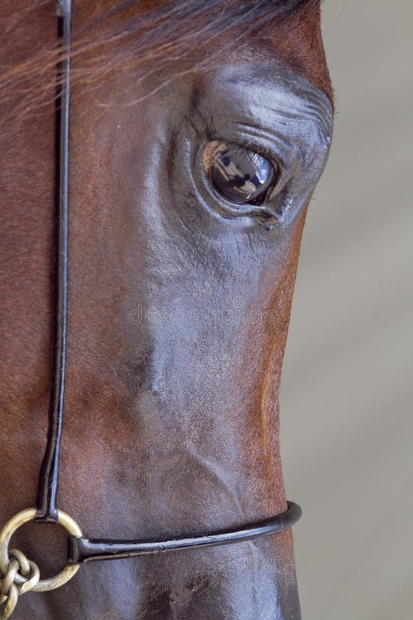 Visage de cheval image stock. Image du tête, brun, fatigué - 821037