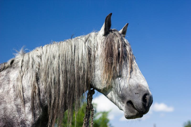 Visage de cheval. image stock. Image du écurie, blanc - 35956785