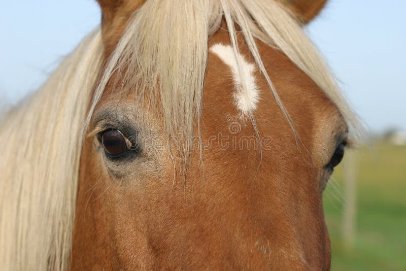 Visage Haut ?troit De Cheval Dans Un Corral Animal Dans Une Ferme Photo ...
