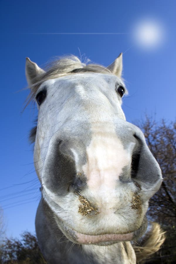 VISAGE DE CHEVAL photo stock. Image du ciel, cheval, curieux - 7161568