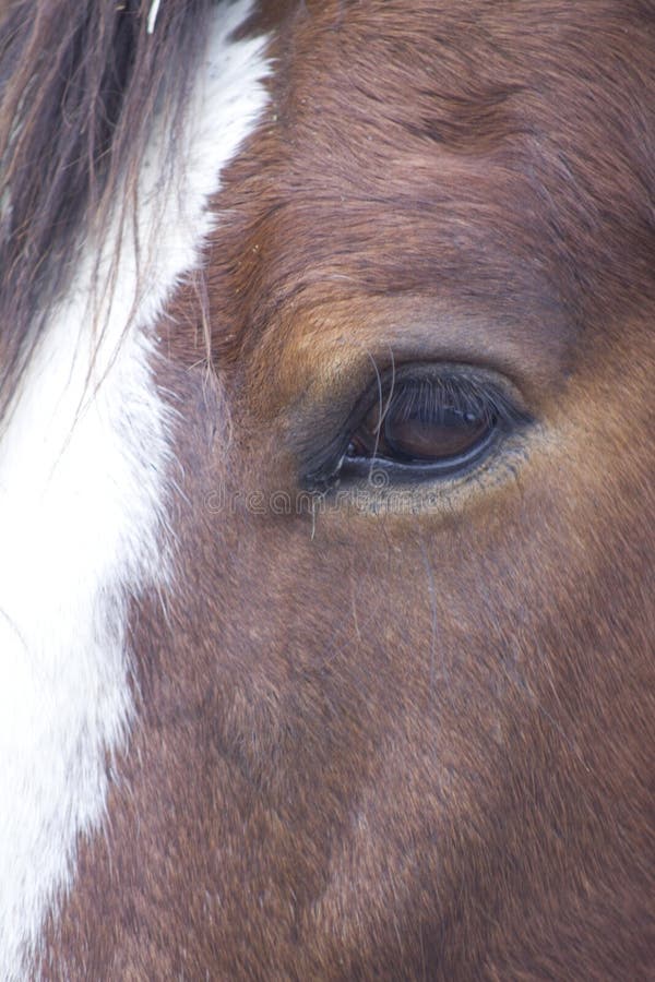 40,304 Visage Chevalin Photos libres de droits et gratuites de Dreamstime