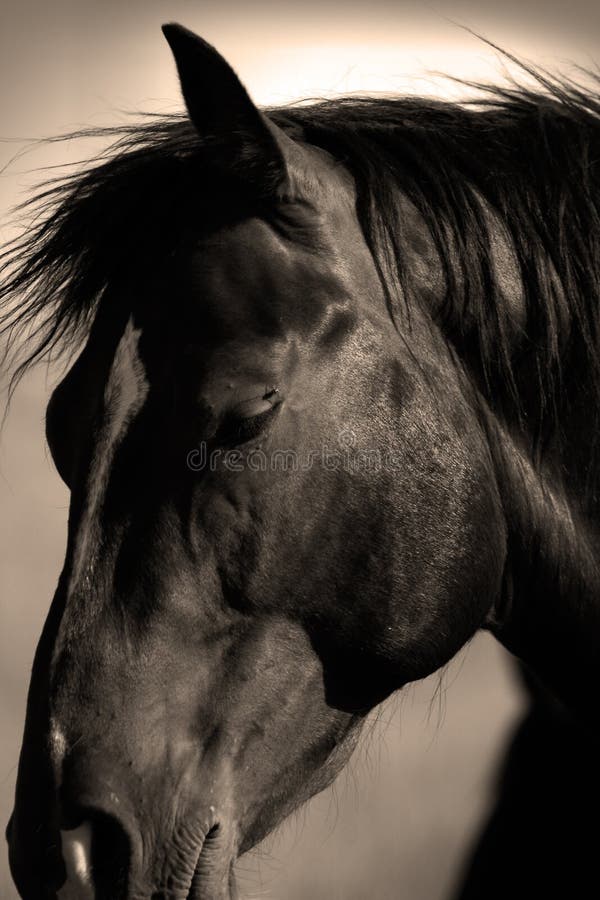 Visage de cheval image stock. Image du tête, brun, fatigué - 821037