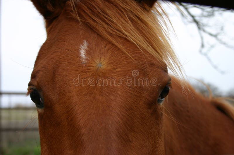 Cheval de visage image stock. Image du extérieur, bouche - 16312391