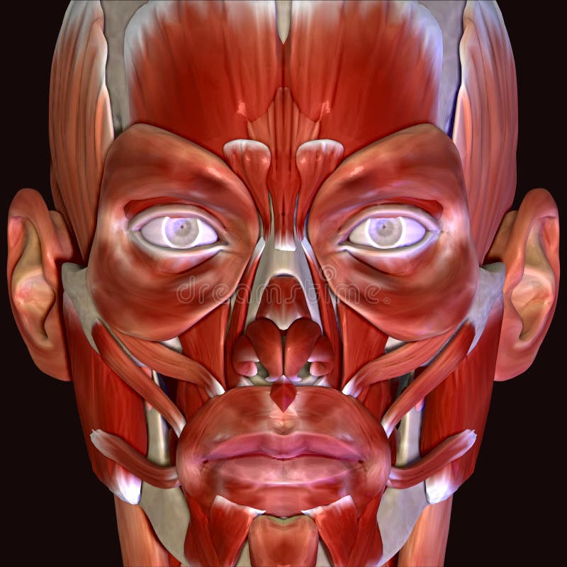 Visage De Corps Humain De L'illustration 3d Illustration Stock ...