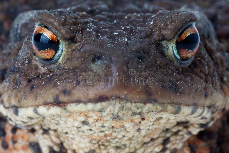 Visage de crapaud photo stock. Image of crapaud, regarder - 15017390