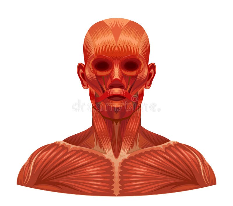 Anatomie Humaine De Muscles Faciaux Illustration Stock - Illustration ...