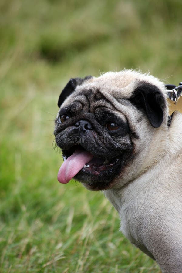 Chien-roi Jeune Roquet-chien Jeune Chien énergique Sur Une Promenade ...