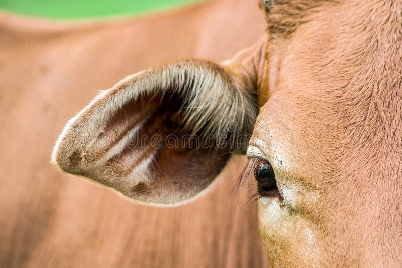 Oeil De Vache Photos Stock - Téléchargez 3,687 Photos libres de droits