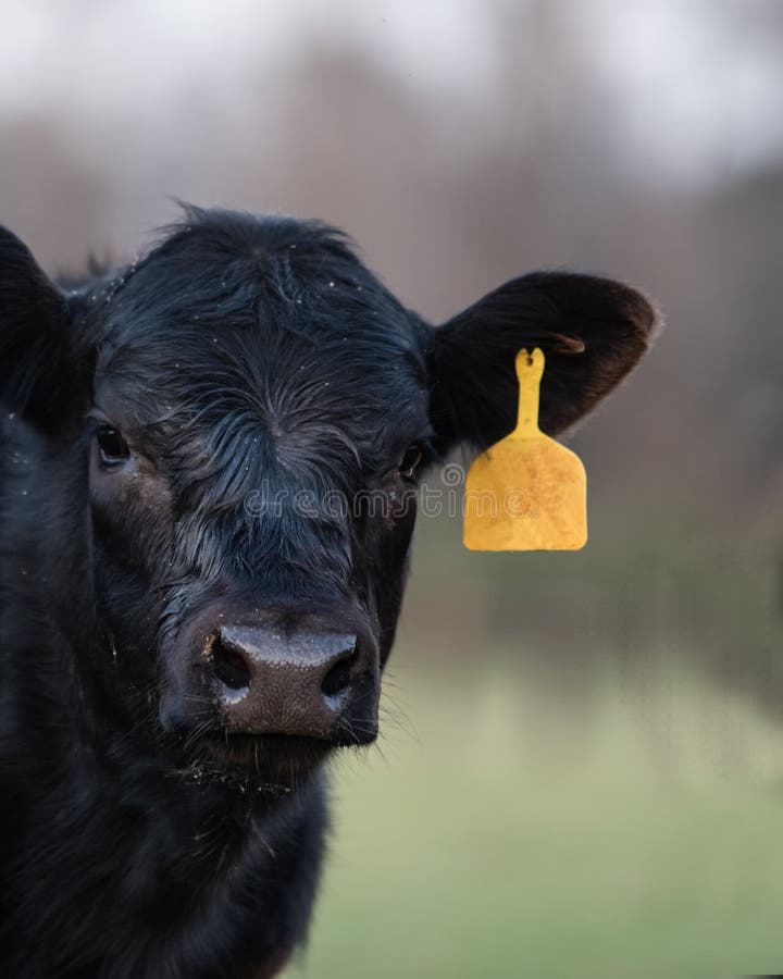 Un veau rouge d'Angus photo stock. Image du automne - 130922180
