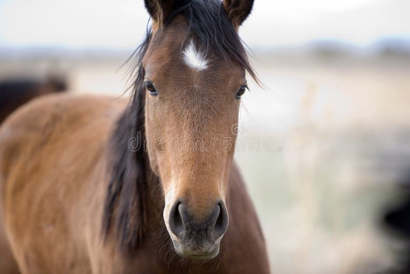 Visage abstrait de cheval photo stock. Image du cheval - 1788106