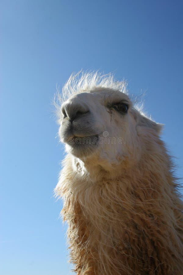 Lama Fâché Montrant Les Dents, L'alpaga Agressif, Mal Avec Des Oreilles ...