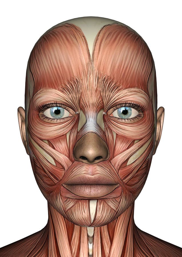 Le Visage Femelle Muscles L'anatomie Illustration Stock - Illustration ...