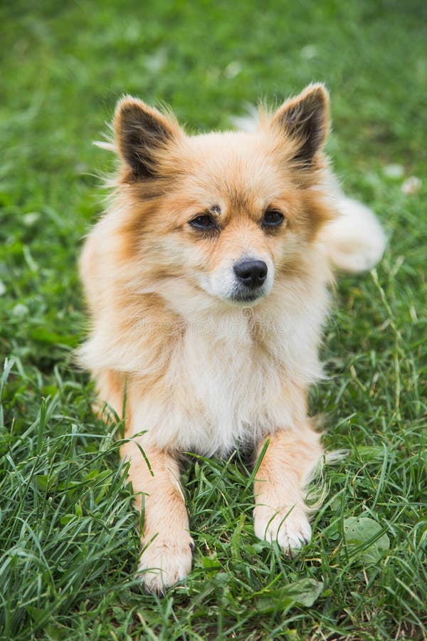Visage Mignon De Petit Chien Jaune Photo stock - Image du regard ...