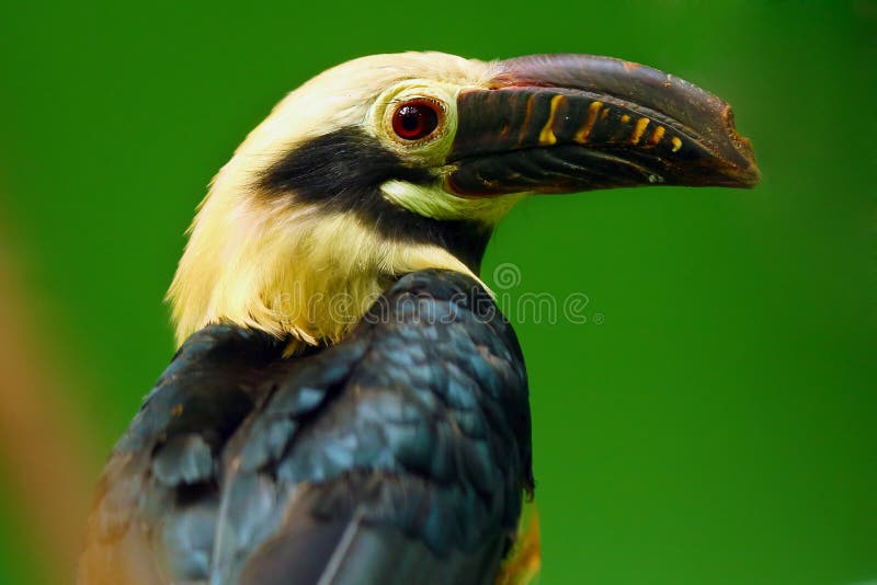 Visayan Hornbill Penelopides Panini Stock Image - Image of bird ...