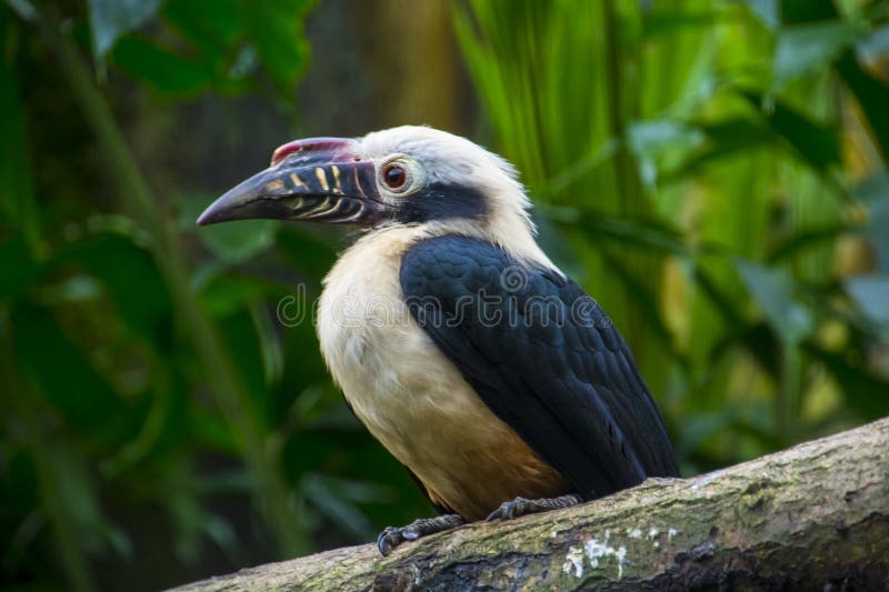 Visayan Hornbill is Sitting on a Branch Stock Photo - Image of tropical ...