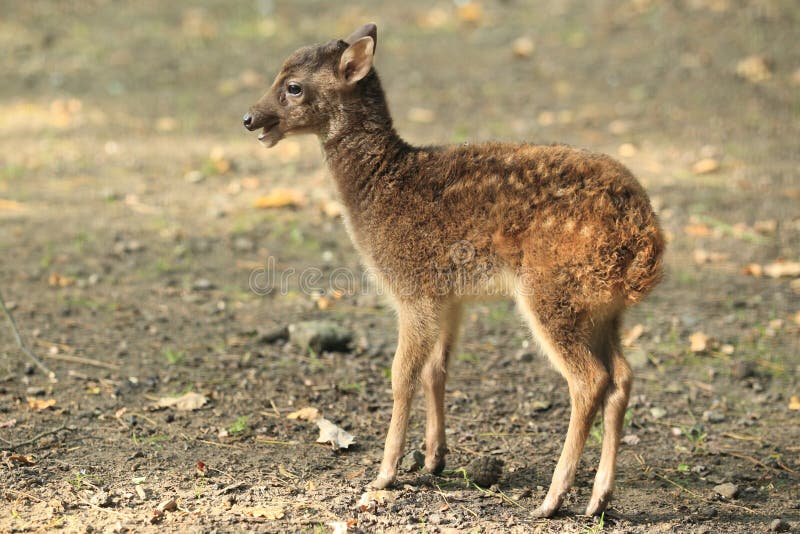Visayan Spotted Deer Royalty Free Stock Photo - Image: 34193915
