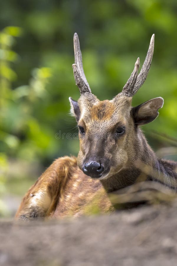 The Visayan Spotted Deer (Rusa Alfredi) Stock Image - Image of antler ...