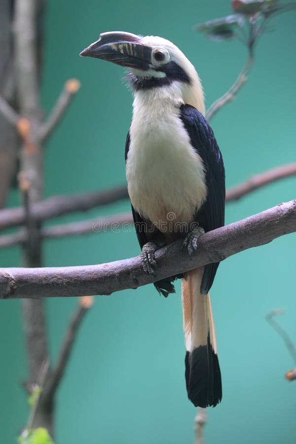 Visayan tarictic hornbill stock image. Image of tarictic - 55966781