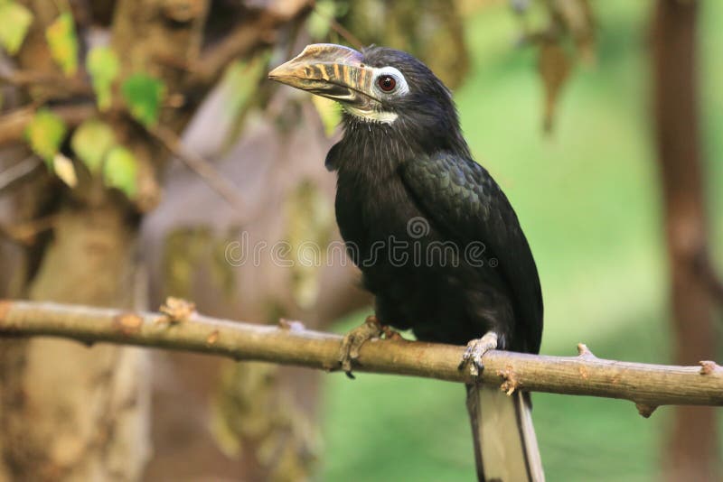 Visayan tarictic hornbill stock image. Image of nature - 104552665