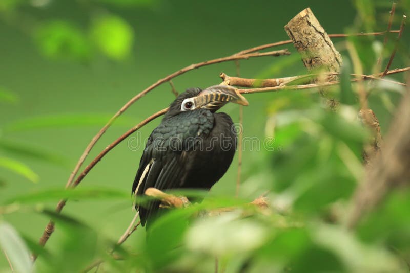 Visayan tarictic hornbill stock image. Image of nature - 265708471