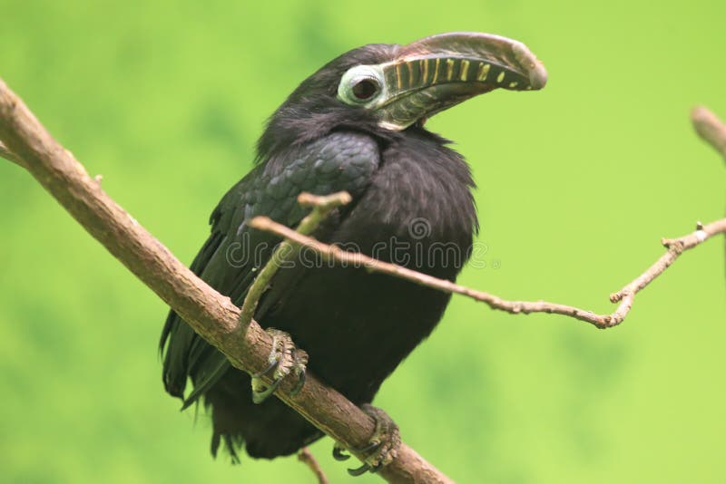 Visayan tarictic hornbill stock image. Image of tarictic - 371453079