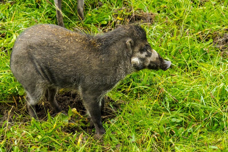 Visayan Warty Pig in the Field Stock Photo - Image of wild, species ...