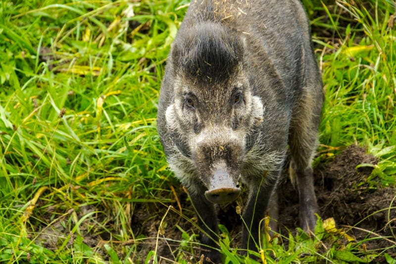 Visayan Warty Pig in the Field Stock Photo - Image of scientific, rare ...