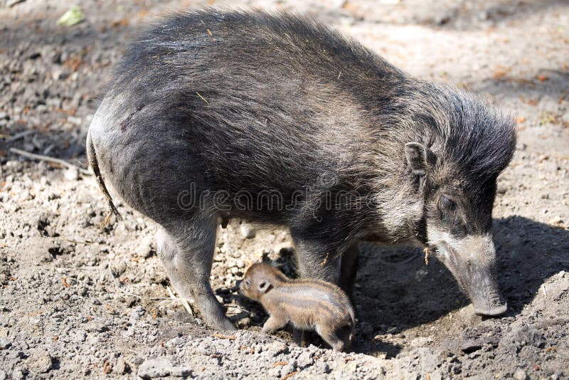 1,121 Pig Cub Stock Photos - Free & Royalty-Free Stock Photos from ...
