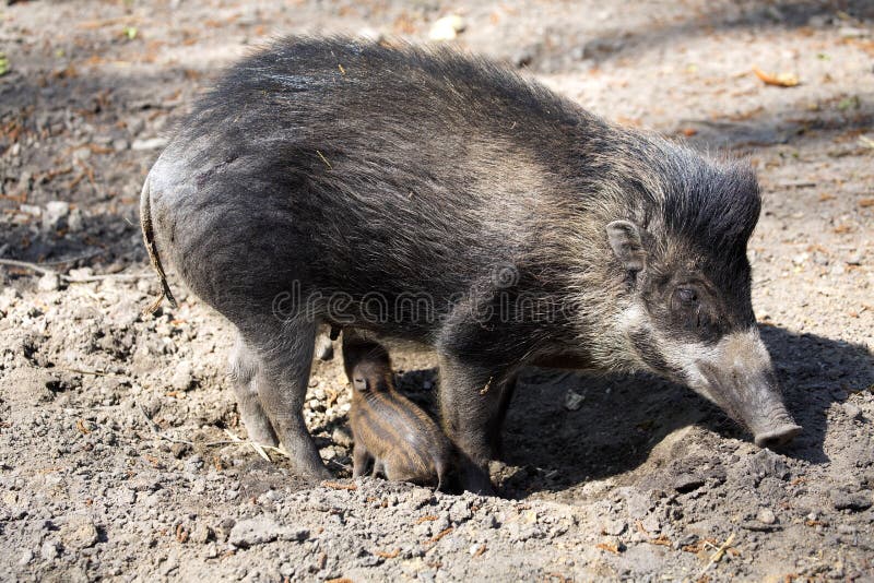 Visayan Warty Pig, Sus Cebifrons Negrinus, Sow with Cub Stock Photo ...