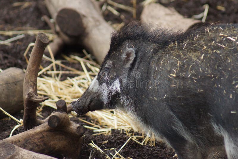 Visayan Warty Pig - Sus Cebifrons Stock Image - Image of pork, wildlife ...