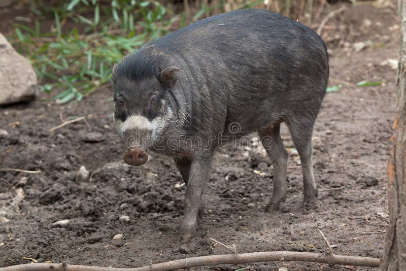 Visayan Warty Pig (Sus Cebifrons). Stock Photo - Image of nature ...