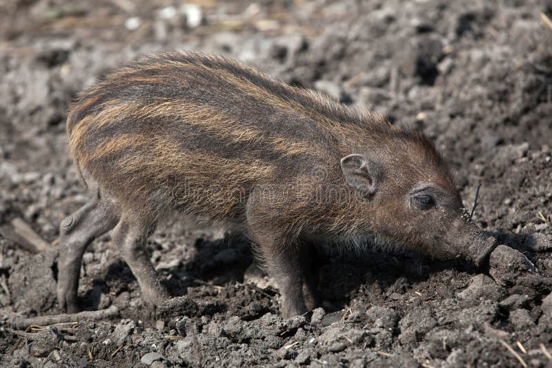 Visayan Warty Pig (Sus Cebifrons). Stock Photo - Image of suinae ...