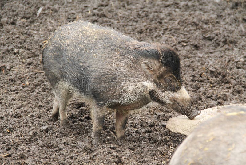 Visayan warty pig stock photo. Image of wild, endangered - 111939778