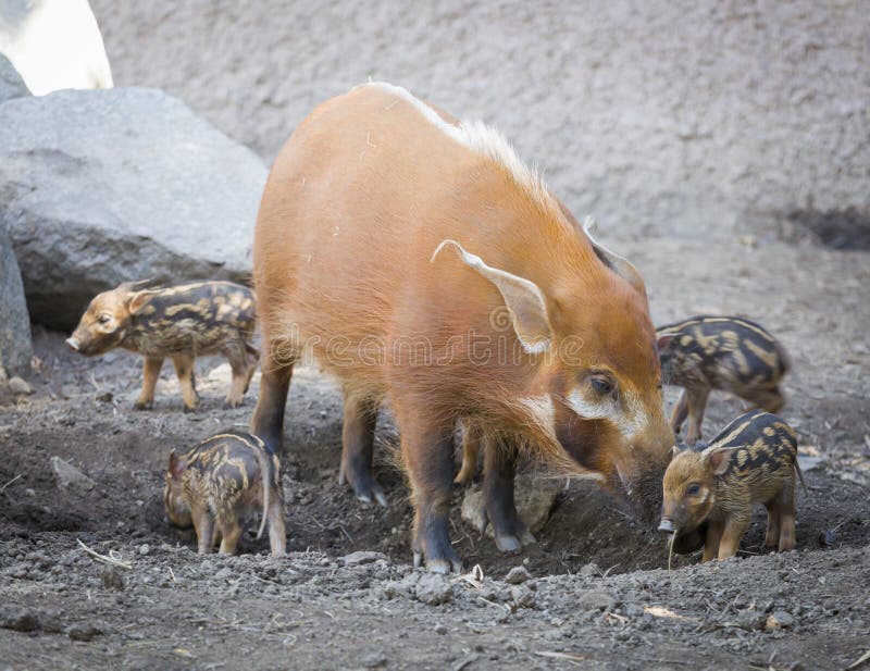 The Visayan Warty Pig, Sus Cebifrons is a Critically Endangered Pig ...