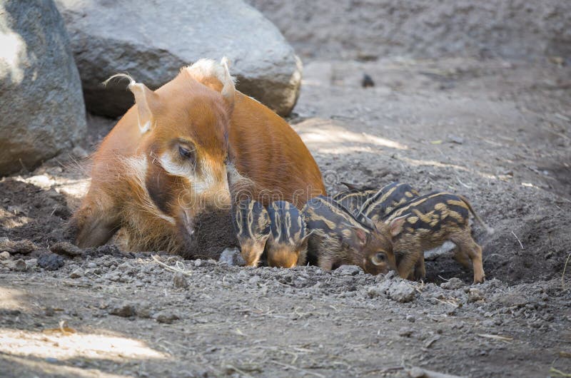 Visayan Warty Piglets with Mother Stock Photo - Image of furry, baby ...