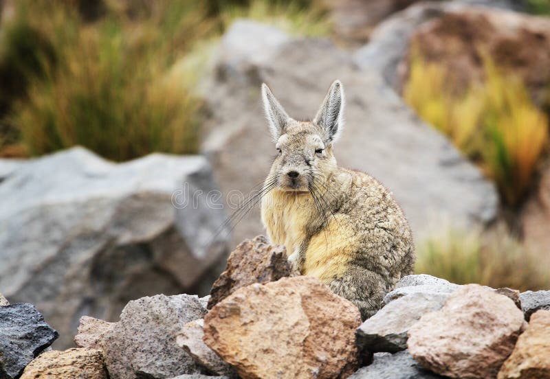 Vizcacha no pichu do machu imagem de stock. Imagem de northern - 16974185
